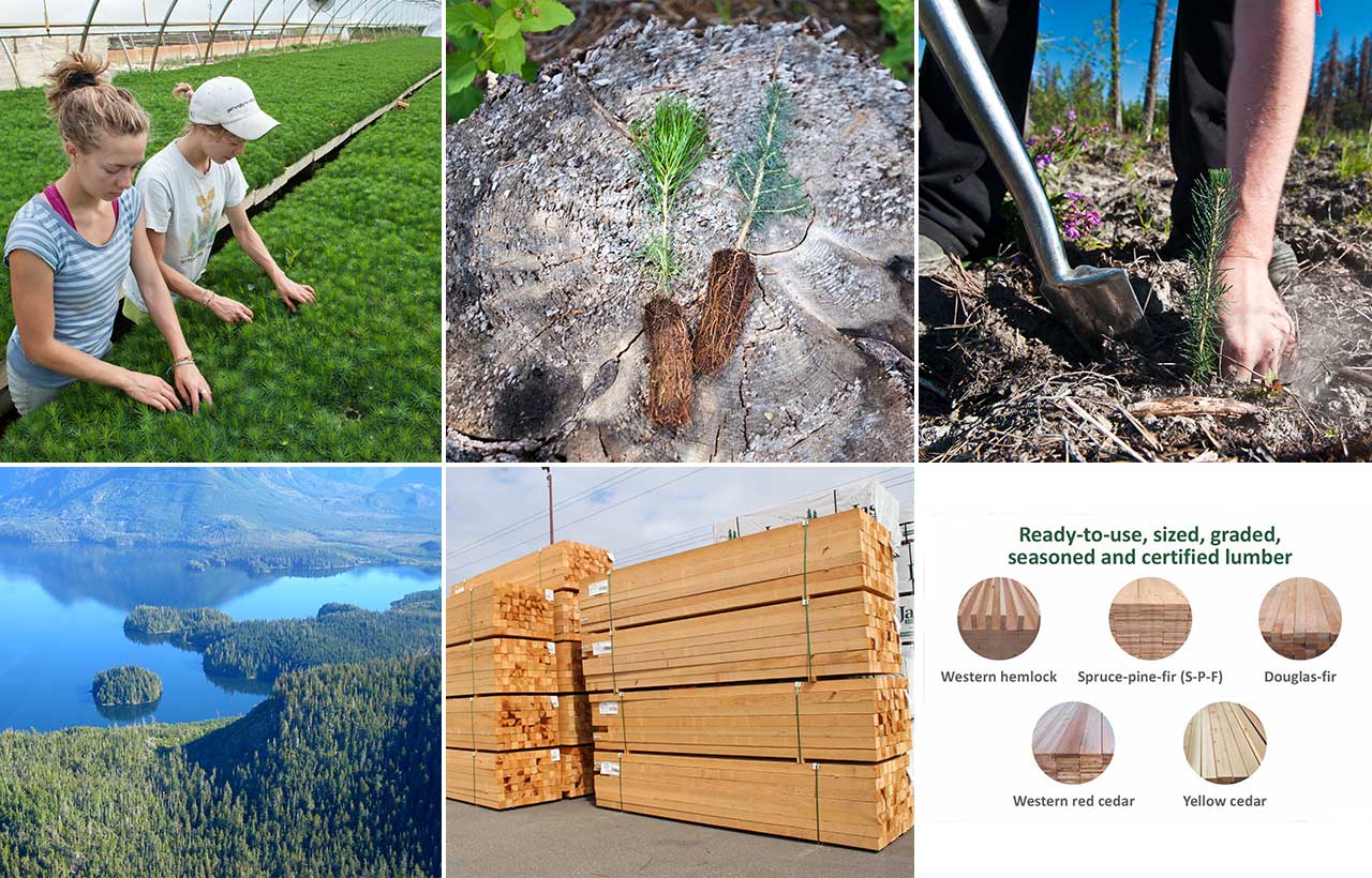 Sustainable Forest Management: Canada's B.C. Forests & Global Impact